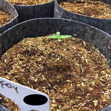 FastBuds Fastberry grow journal by TopCola - GrowDiaries