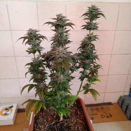 Banana kush grow journal by letmegrow85 - GrowDiaries
