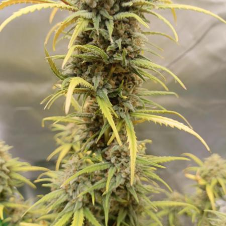 Monster Genetics Bruce Banner Auto grow journal by PLUMEBUSH19 ...