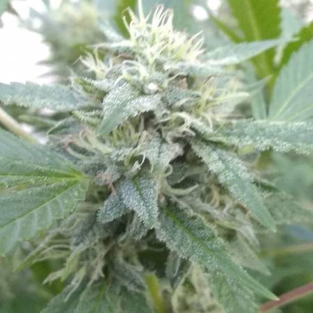 Custom Breeder & Strain Gg4 grow journal by kristybradburn36 - GrowDiaries