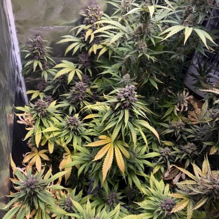 Blackberry Auto grow journal by Nocone_Purple - GrowDiar...