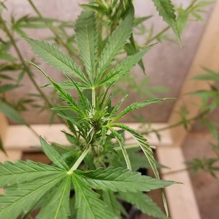 Dutch Passion Auto Mazar grow journal by Mrmaglue - GrowDiaries