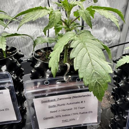 Zamnesia Seeds Runtz Automatic grow journal by crazymood - GrowDiaries