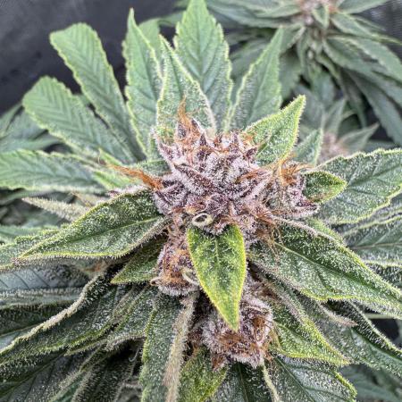 First Grow 2x2 Old School Purple Nuggets grow journal by zugzugnugnug ...