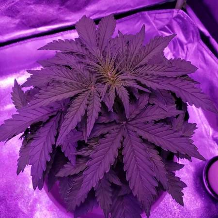 Strawberry Cheesecake auto grow diary by Snuffys_garden - GrowDiaries