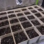 Green House Seed Co. Pulp Friction grow journal by DaisyNabis - GrowDiaries