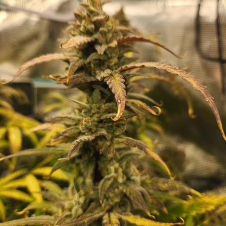 Mephisto 4 assed monkey grow journal by syzergy - GrowDiaries
