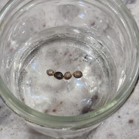 Green House Seed Co. Great White Shark grow journal by Assassino1 ...