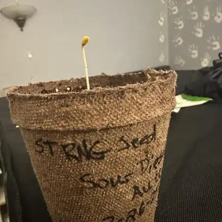 STRNG Seeds breeder. Seed bank info - GrowDiaries