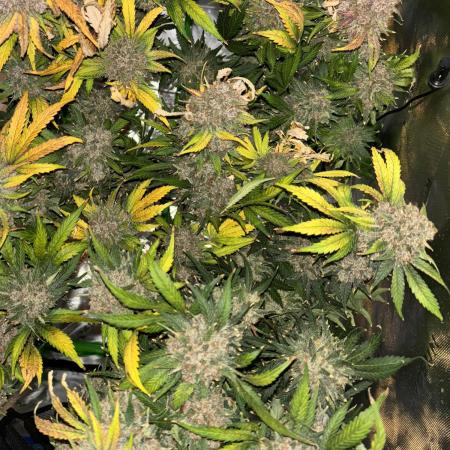 LSD 25 Auto - Fastbuds grow journal by lfg_CanopyCraft
