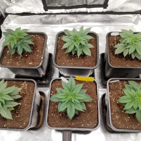 Skunk et Super Skunk Sensi Seeds grow journal by rico88 - GrowDiaries