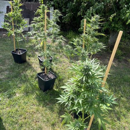 Super critical auto grow journal by Leckmilch - GrowDiaries