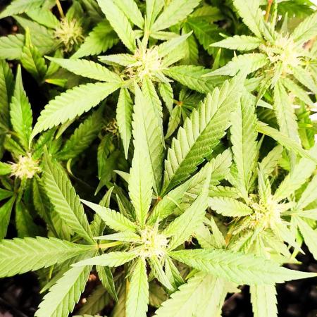 TPB Papaya Cookies Auto - Fast Buds grow journal by nettraxx - GrowDiaries