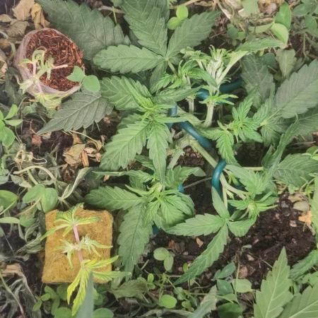 Epsilon F1 Spring 2025 grow journal by phoomanshoo - GrowDiaries