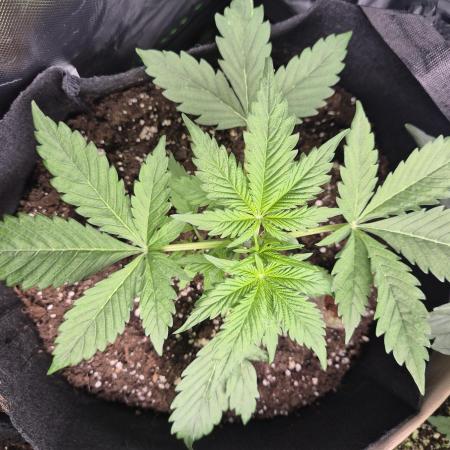 Barney's Farm LSD Auto grow journal by Aznygrow - GrowDiaries