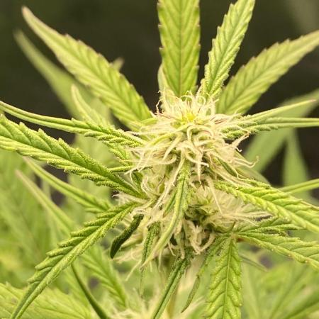 Hyperion F1 grow journal by Doctor-Greenthumb - GrowDiaries