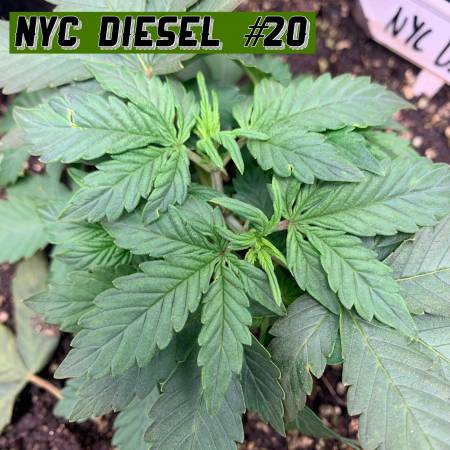 Fat Banana, Auto NYC Diesel, Strawberry Cough grow journal by 513onduty ...
