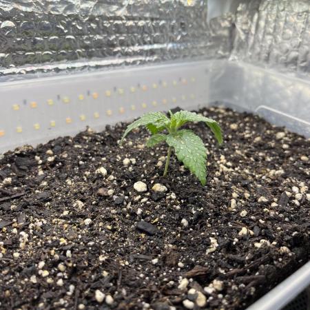 Gorilla ZKittlez Auto PC Case Grow box grow journal by BacktotheGreen - GrowDiaries