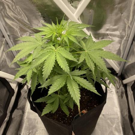 Titan F1 Auto grow journal by Blazebearer - GrowDiaries