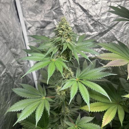 Runtz. Zamnesia grow journal by eldruida_lamota - GrowDiaries