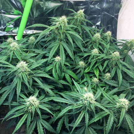 White Widow Autoflower, Blueberry Autoflower, Jack Herer (fem) grow ...