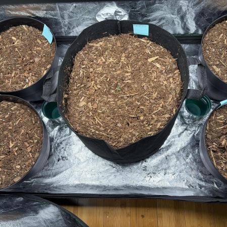 Auto Run grow journal by AucoinGrow - GrowDiaries