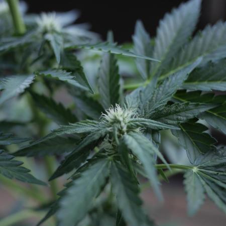 Royal Critical Auto #1 grow journal by VollGrow - GrowDiaries