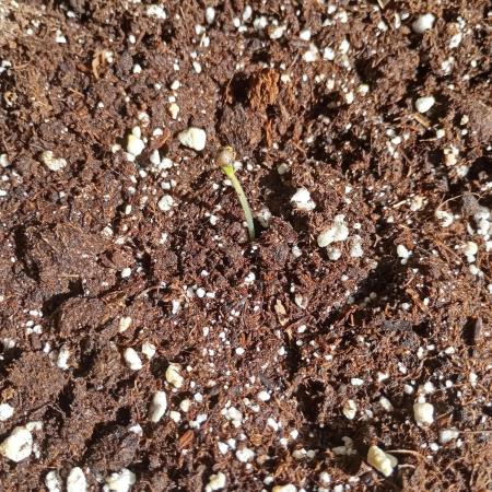 Cinderella Jack Auto grow journal by CannaTec - GrowDiaries
