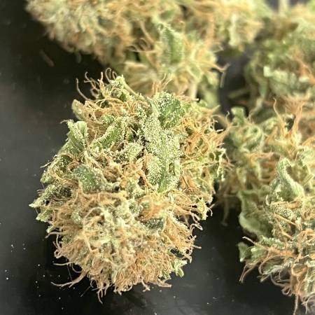 Alfa.. grow journal by ZombieKushAddicted - GrowDiaries