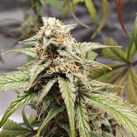 First Grow | Skywalker OG Auto grow journal by MaltedMad...