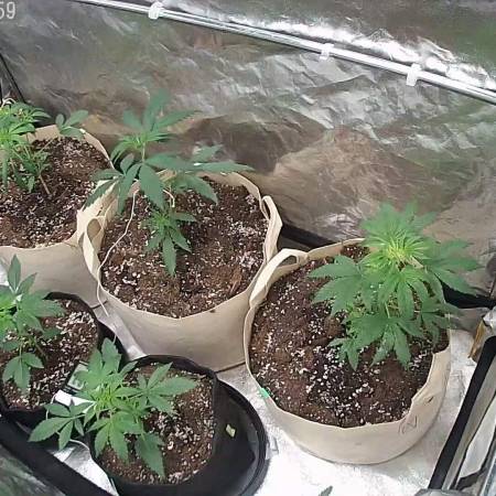 Dutch Passion trying some new strains grow journal by Just_Weed ...