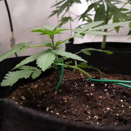 Royal jack auto - royal queen seed grow journal by slalomyc - GrowDiaries