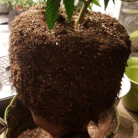 Slurricane, Capulator – MAC 1, Tropical runtz, Runtz Muffin, JOHN DOE ...