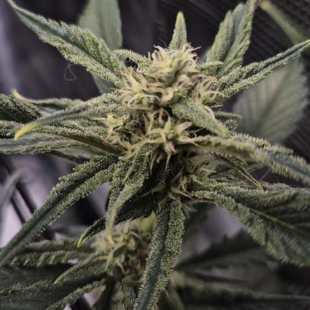 Banana purple Punch grow journal by Kalle329 - GrowDiaries
