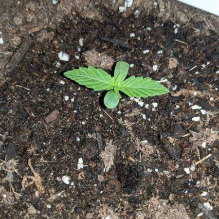 Barney's Farm Blueberry Cheese Auto grow journal by PureNRG86 - GrowDiaries