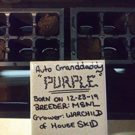 MSNL Granddaddy Purple Autoflower grow journal by Warchild - GrowDiaries