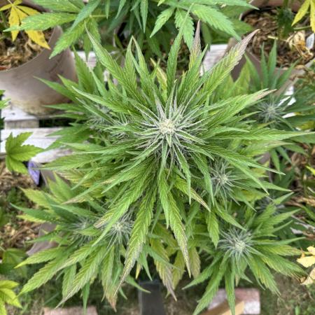 Outdoor - Orion F1 grow journal by Terp_Djiny - GrowDiar...