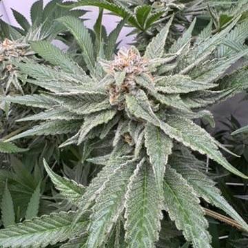 T.H.Seeds MelonSicle grow journal by Terp_Djiny - GrowDiaries