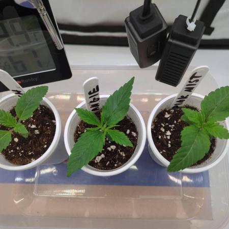 Pink Mist, Tangie, LSSH (FEM - RQS) grow journal by JointTravolta ...