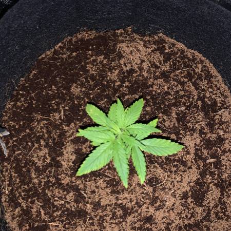 Custom Breeder & Strain Blue dream grow journal by Brothers_grown420 ...