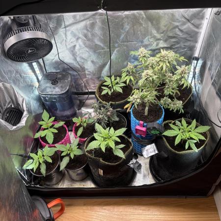 Firecracker grows grow journal by FIRECRACKER - GrowDiar...