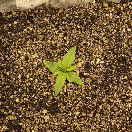 Fast Buds Guava Auto grow journal by Stormgrown - GrowDiaries