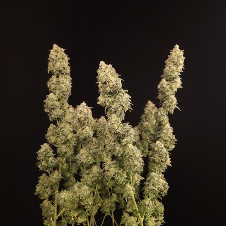 Spliff Seeds Blue Dream fem grow journal by Zurban_Poison - GrowDiaries