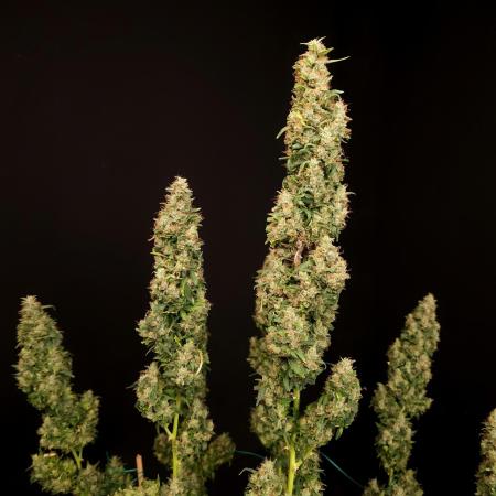 Mint Runtz Fem grow journal by Zurban_Poison - GrowDiaries