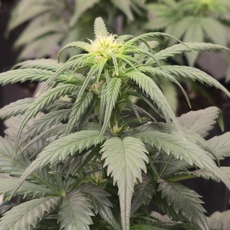 Fast Buds Papaya Cookies Auto grow journal by Chubbs - GrowDiaries