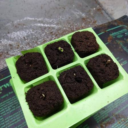 Dos Si Dos cookies grow journal by Gatherer - GrowDiaries