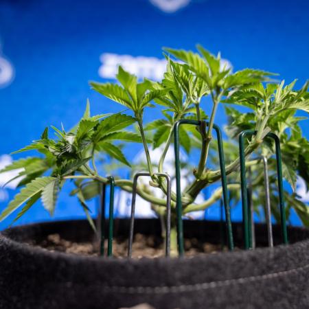 Zamnesia Seeds Tangerine Dream grow journal by Bread_n_Buds - GrowDiaries