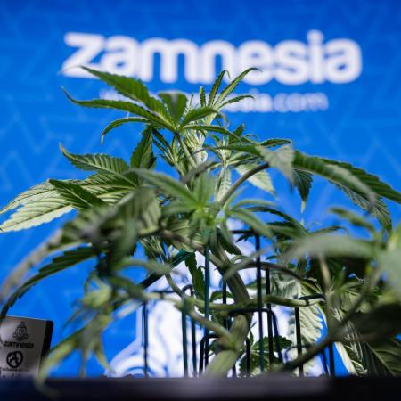 Monster Dwarf II Auto - Zamnesia x B&B grow journal by Bread_n_Buds ...