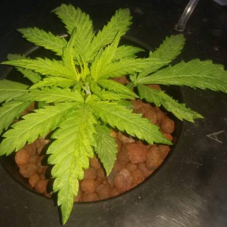 White Widow/Mazar Growerschoice grow journal by The_Flas...