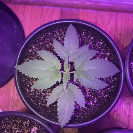 Lemon Walker pt.2 grow journal by MVgenetics - GrowDiaries